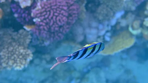 Blue clown fish swimming in Red Sea in E... | Stock Video | Pond5