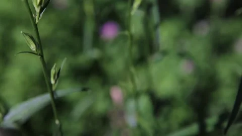 Bell Bottom Up Stock Videos – Royalty-Free HD & 4K Videos