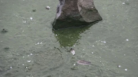 Blue-green algae, also known as cyanobac... | Stock Video | Pond5