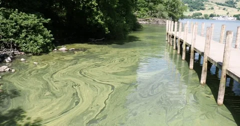 Blue Green Algae Cyanobacteria Stock Video Footage | Royalty Free Blue ...