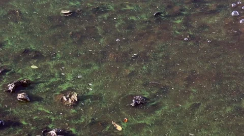 About Florida Blue Stock Videos – Royalty-Free HD & 4K Videos | Pond5