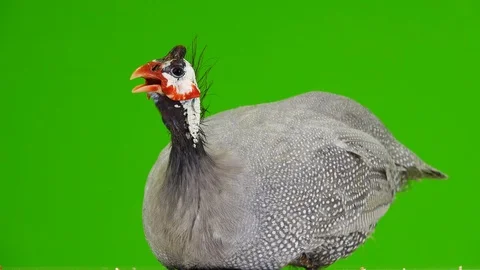 blue guinea fowl isolated on green scree... | Stock Video | Pond5