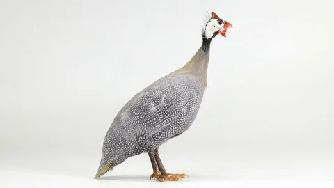blue guinea fowl isolated on white scree... | Stock Video | Pond5