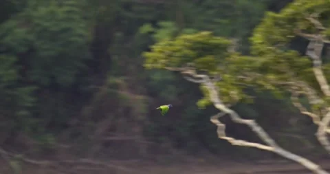Blue Headed Parrot flies through Tambopa... | Stock Video | Pond5