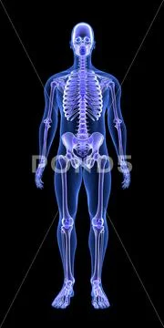 Blue Human Anatomy Body and Skeleton 3D Scan render on black background ...