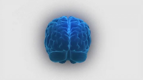 Blue human brain 3D, anatomy, 360 rotati... | Stock Video | Pond5