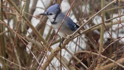 Blue Jay bird with beautiful markings fl... | Stock Video | Pond5