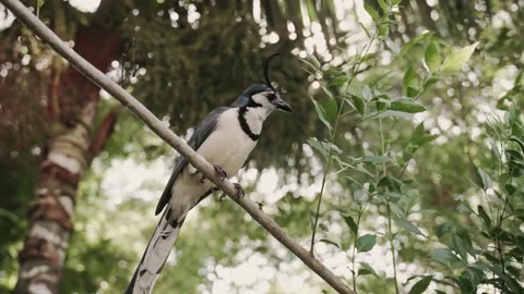 Blue Jay bird on branch in wild sunny ju... | Stock Video | Pond5
