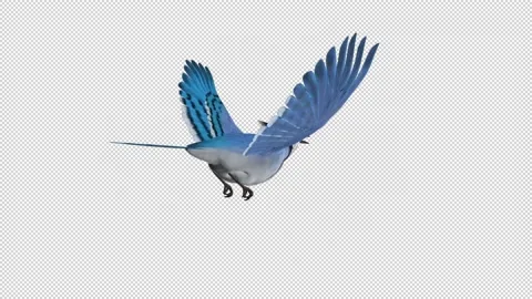 Blue Jay Bird - Flying Loop - Back Angle... | Stock Video | Pond5