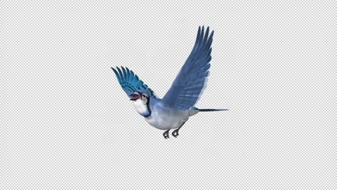 Blue Jay Bird - Flying Loop - Side Angle... | Stock Video | Pond5