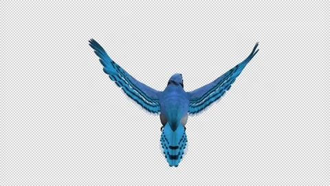 Blue Jay Bird - Flying Loop - Back Top V... | Stock Video | Pond5