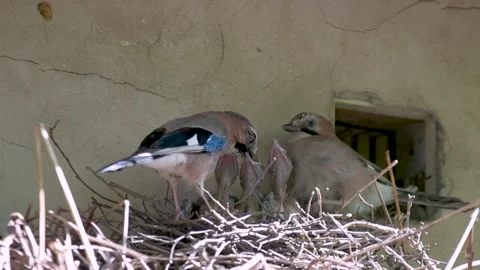 Blue jay family feeding chicks in a nest | Stock Video | Pond5
