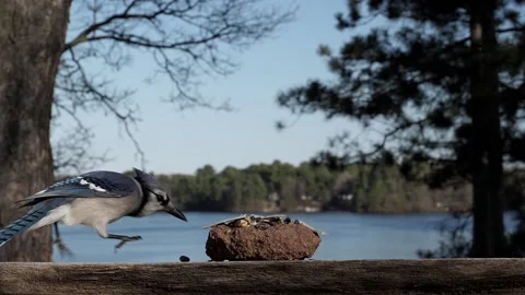 Blue jay landing at a lake platform to f... | Stock Video | Pond5