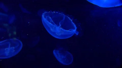 Blue jellyfish float in the ocean. | Stock Video | Pond5