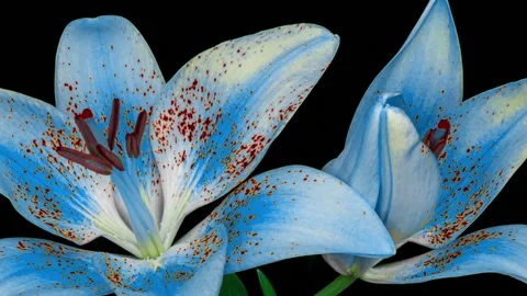 A blue lily flower on a black background... | Stock Video | Pond5