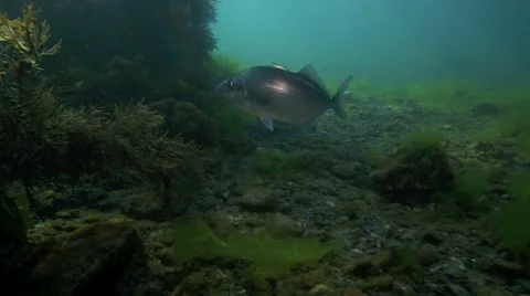 Blue moki (trumpeter) fish underwater | Stock Video | Pond5