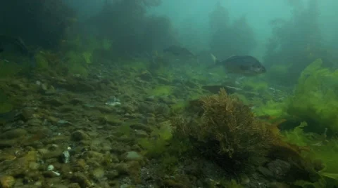 Moki Stock Video Footage | Royalty Free Moki Videos | Pond5