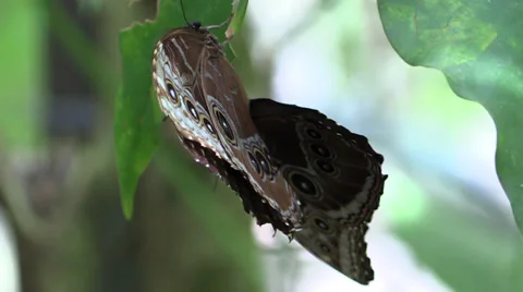 Blue Morpho Butterflies Mating in Jungle | Stock Video | Pond5