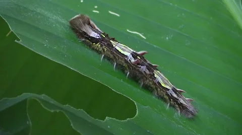 Blue Morpho Caterpillar Larvae Worm Quep... | Stock Video | Pond5
