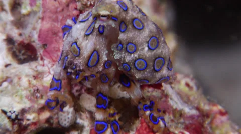 Blue Ringed Octopus Stock Videos – Royalty-Free HD & 4K Videos | Pond5