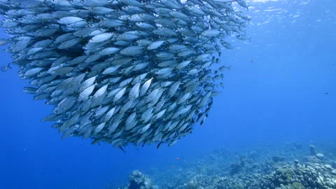 Blue Runner and bait ball / school of fi... | Stock Video | Pond5