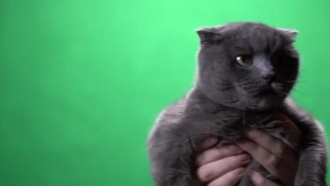 Blue Scottish Cat in hands Isolated On C... | Stock Video | Pond5