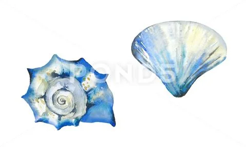 Blue seashell set. Watercolour illustration isolated on white.: Graphic ...