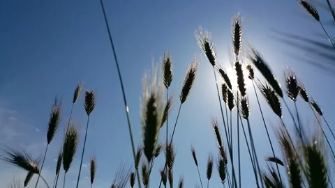 Blue sky sun and spikes waving in the wi... | Stock Video | Pond5