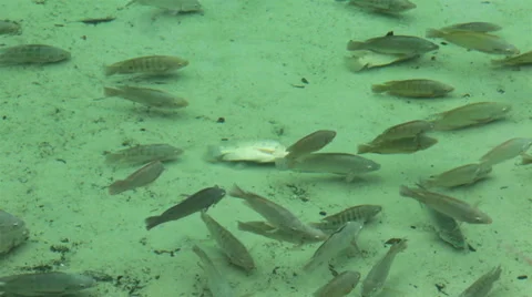 Blue Springs State Park fish in river Fl... | Stock Video | Pond5