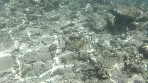 A blue striped doctor fish swims in the ... | Stock Video | Pond5