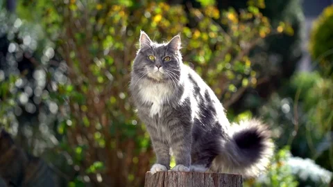 Tabby Maine Coon Stock Videos – Royalty-Free HD & 4K Videos