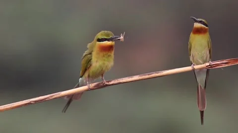 Female Bee Eater Stock Videos – Royalty-Free HD & 4K Videos | Page 3