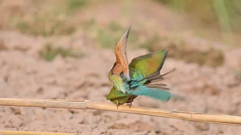 Blue tailed bee Eaters matting on Perch ... | Stock Video | Pond5