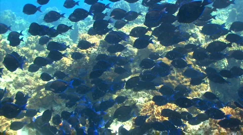 Cs4 Stock Footage ~ Royalty Free Stock Videos | Pond5