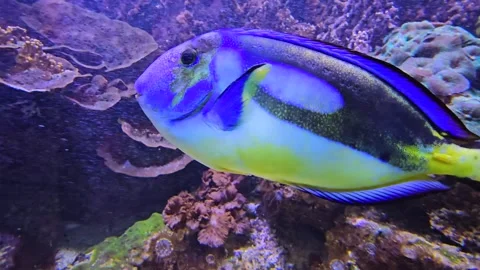 Blue tang surgeon fish | Stock Video | Pond5