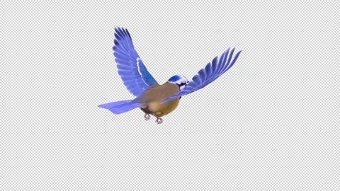 Blue Titmouse - Flying Bird - Back Angle... | Stock Video | Pond5
