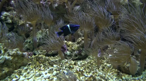 Blue Velvet Damsel | Stock Video | Pond5