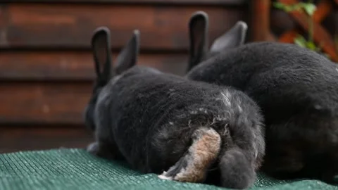 Blue Vienna rabbit playing on the table ... | Stock Video | Pond5