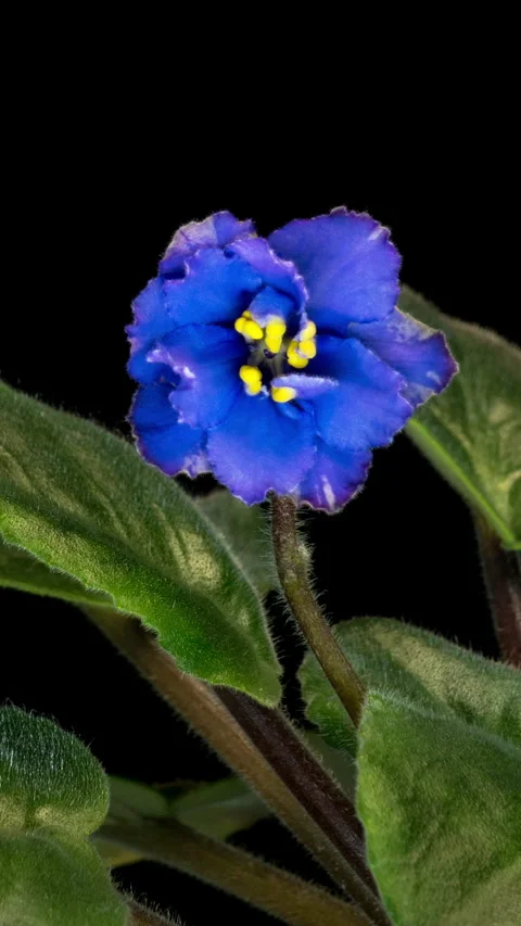 Video Violets Stock Videos – Royalty-Free HD & 4K Videos