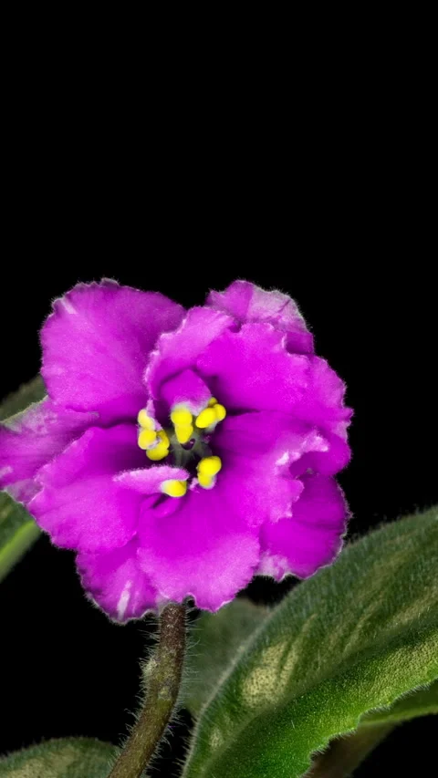 Video Violets Stock Videos – Royalty-Free HD & 4K Videos