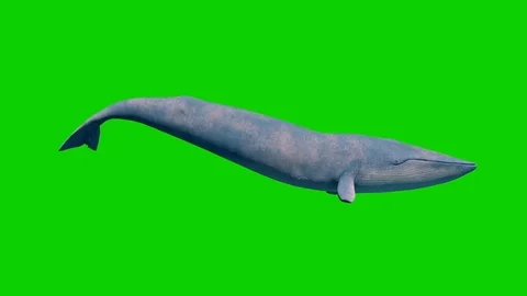 Blue Whale Green Screen Loop Side Ocean ... | Stock Video | Pond5