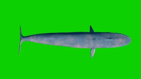 Blue Whale Green Screen Loop Top Ocean S... | Stock Video | Pond5