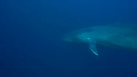 Blue Whale Stock Video Footage | Royalty Free Blue Whale Videos | Pond5