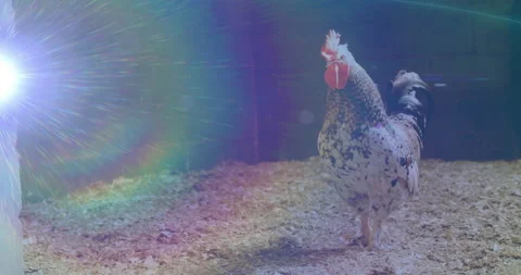 O Pen Flashing Stock Videos – Royalty-Free HD & 4K Videos