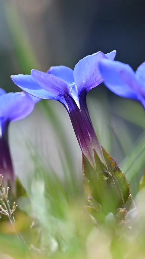 Flowers Bokey Stock Videos – Royalty-Free HD & 4K Videos