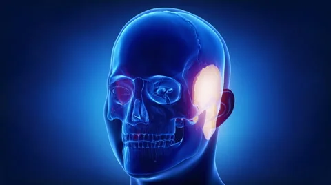 Skull X Ray Stock Video Footage | Royalty Free Skull X Ray Videos | Page 2