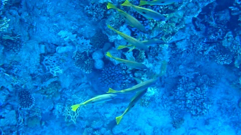 Blue yellow fish swimming in Red Sea in ... | Stock Video | Pond5