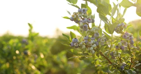Blueberry Bush Stock Video Footage | Royalty Free Blueberry Bush Videos ...