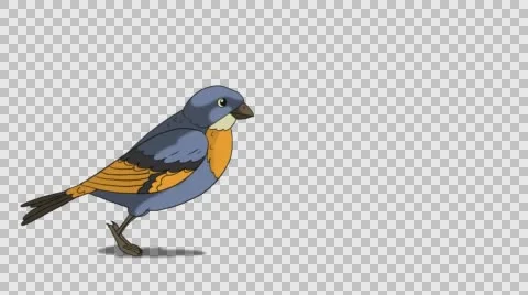 Bluebird jumping. Animated footage with ... | Stock Video | Pond5