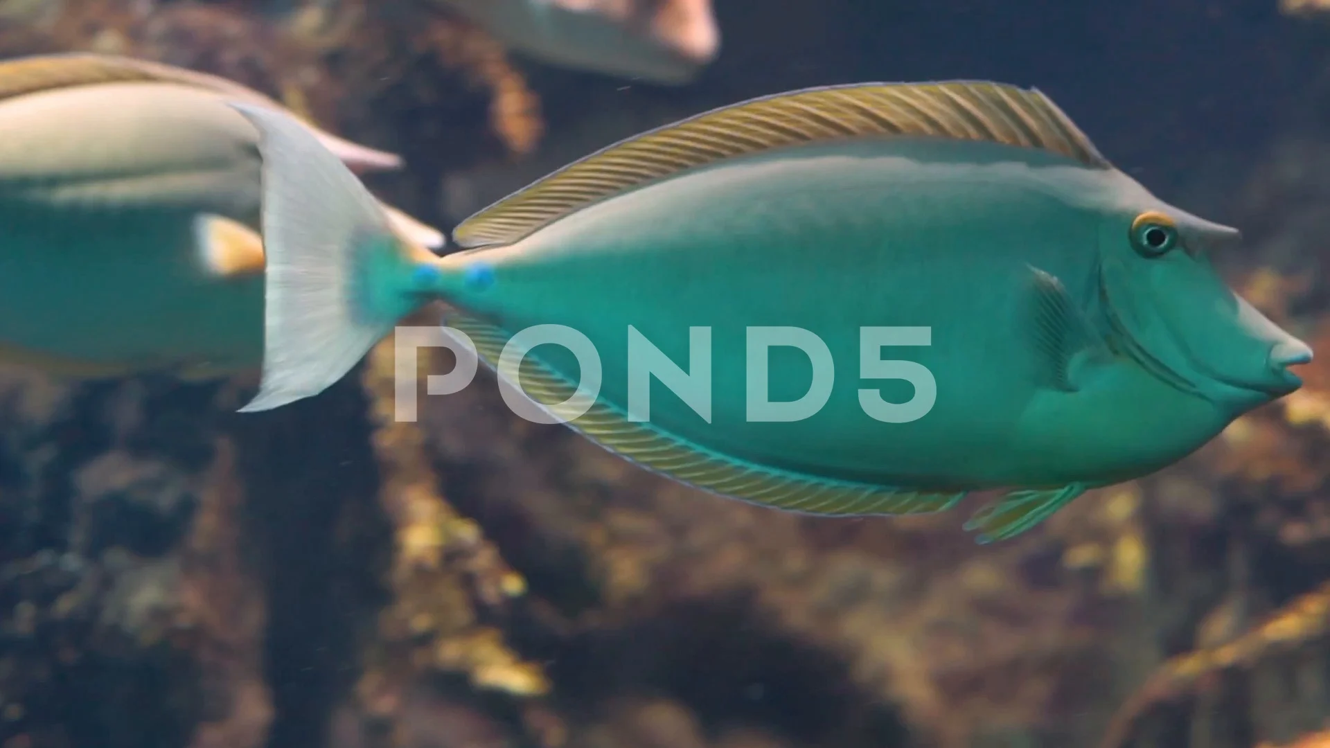 Blue Spotted Unicorn Tang